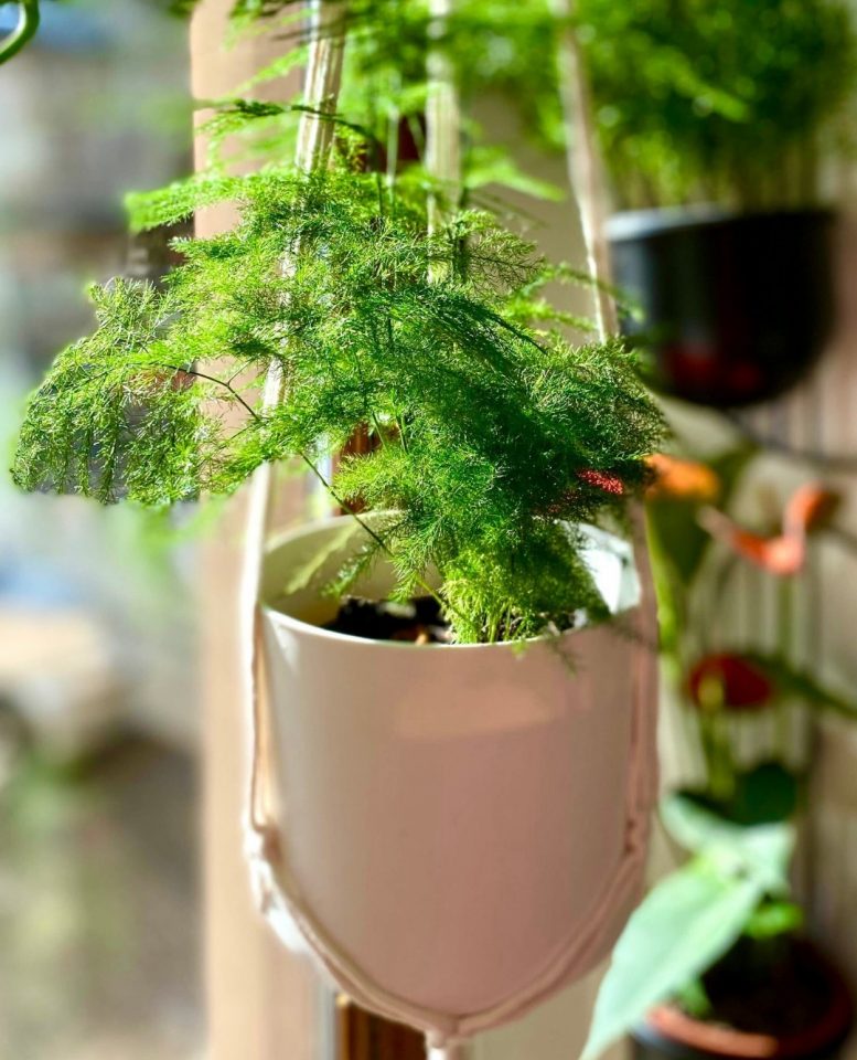 How To Grow And Take Care Of A Plumosa Fern