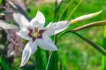 A Complete Care Guide For The Acidanthera (Peacock Orchid)