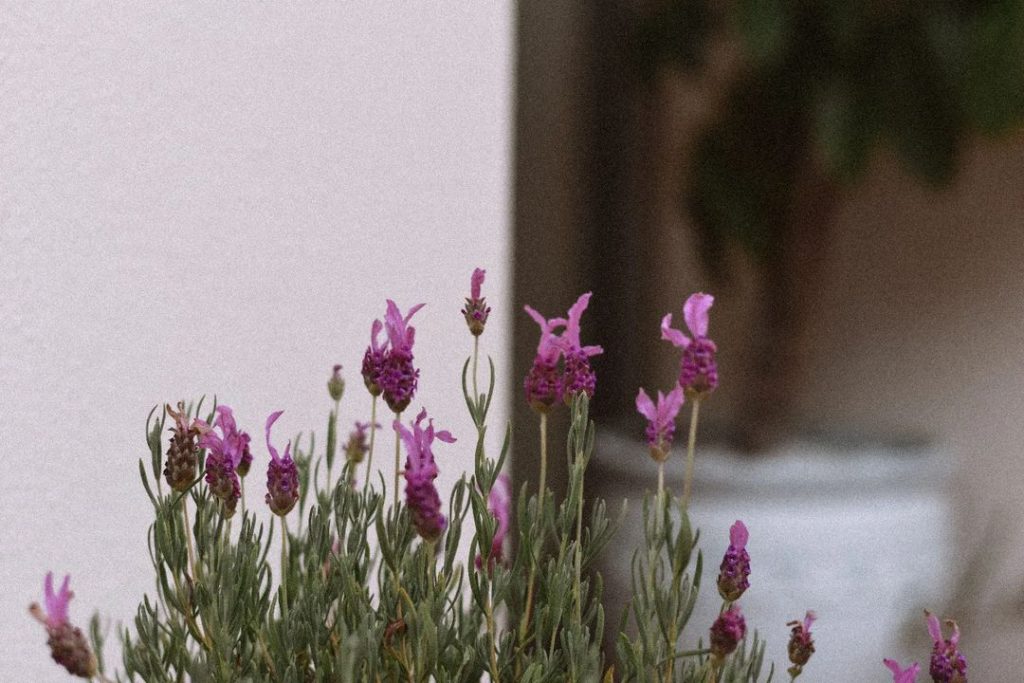 How To Grow And Take Care Of French Lavender