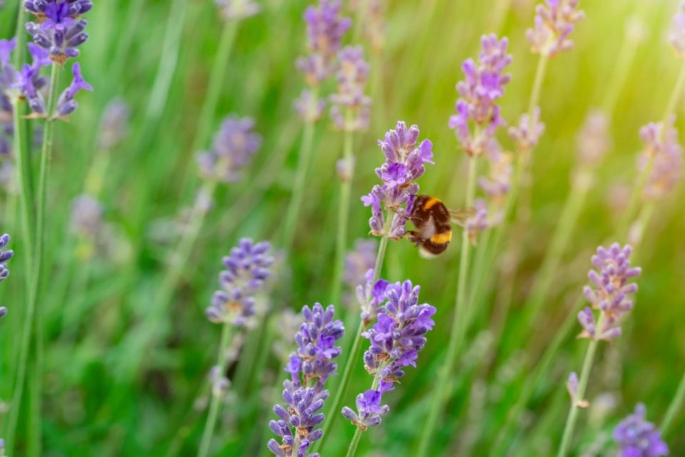 Lavender Tree Care + 3 Tips For Training The Topiary