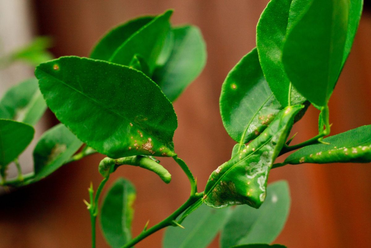 Why Your Lemon Tree Leaves Curling And How To Fix Them
