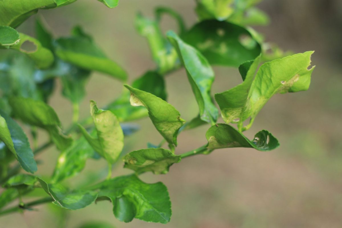 Why Your Lemon Tree Leaves Curling And How To Fix Them