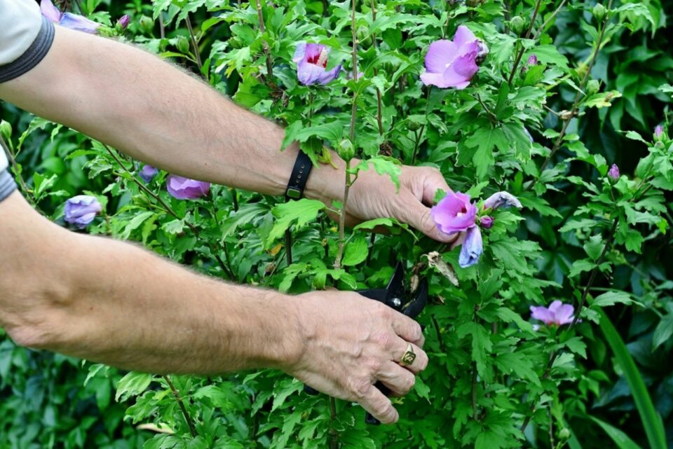 7 Most Common Hibiscus Diseases & Pests And How To Treat Them