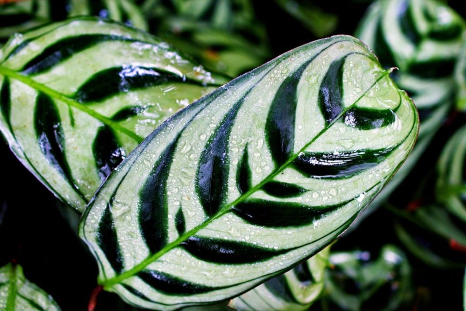 How To Take Care Of The Fishbone Prayer Plant
