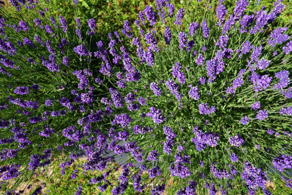 Lavender Tree Care + 3 Tips For Training The Topiary
