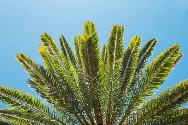 How To Grow And Care For The Lovely Coontie Palm