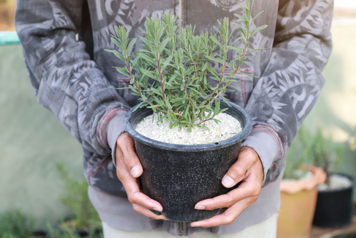 Lavender Tree Care + 3 Tips For Training The Topiary