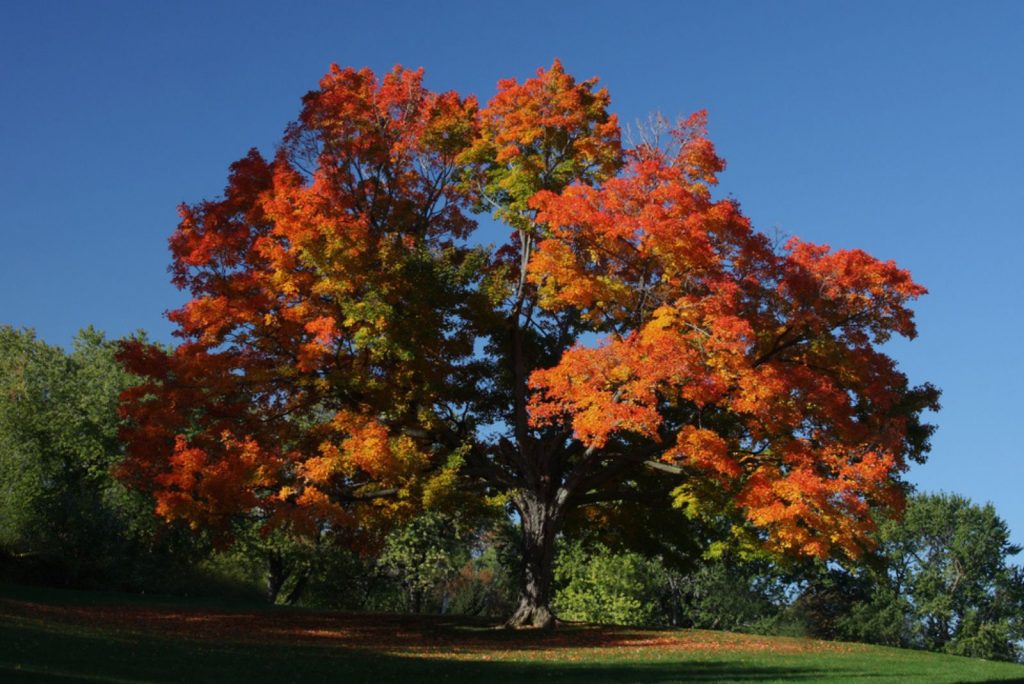 11 Best Trees To Plant Near House & Which To Avoid