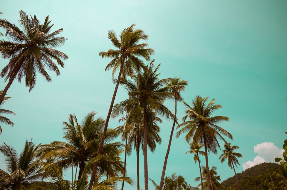 10 Ways To Distinguish Between Coconut Tree vs Palm Tree