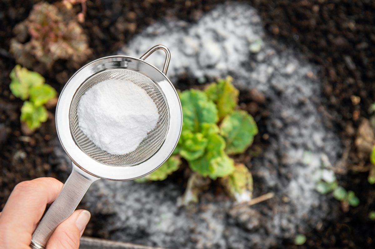7 Methods For How To Get Rid Of Fungus In Mulch Effectively
