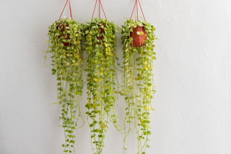 Dischidia Nummularia aka String Of Nickels: Care Guide