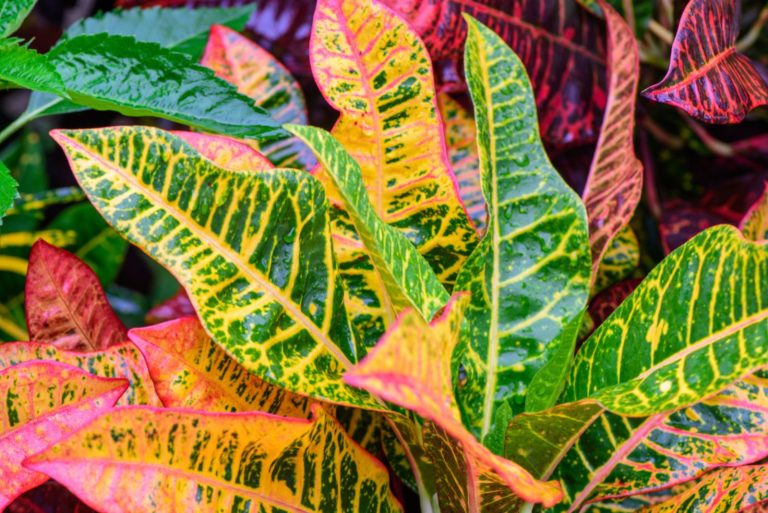 14 Colorful Plants You Can Grow In Your Garden That Aren’t Flowers