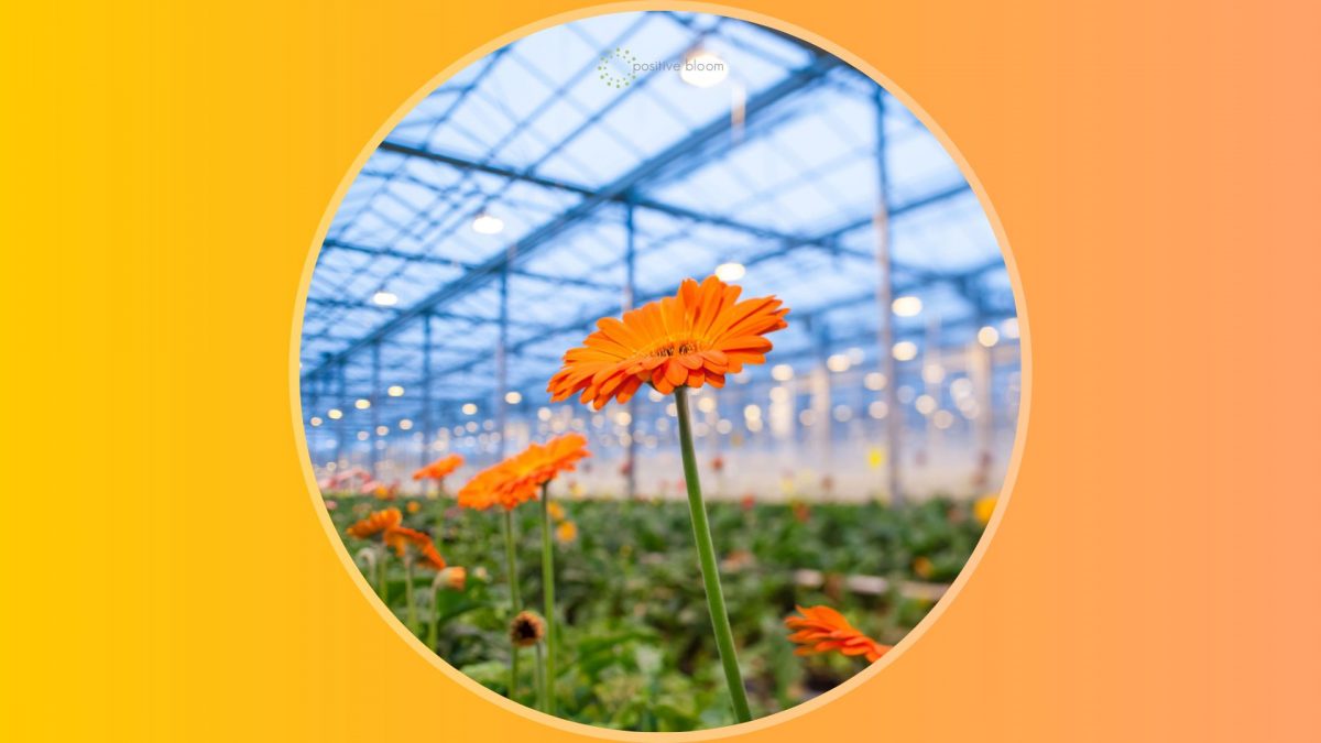 12 Beautiful & Easy To Grow Hydroponic Flowers