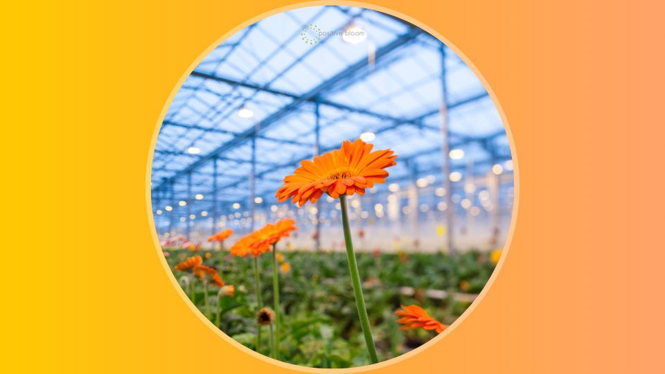 12 Beautiful & Easy To Grow Hydroponic Flowers