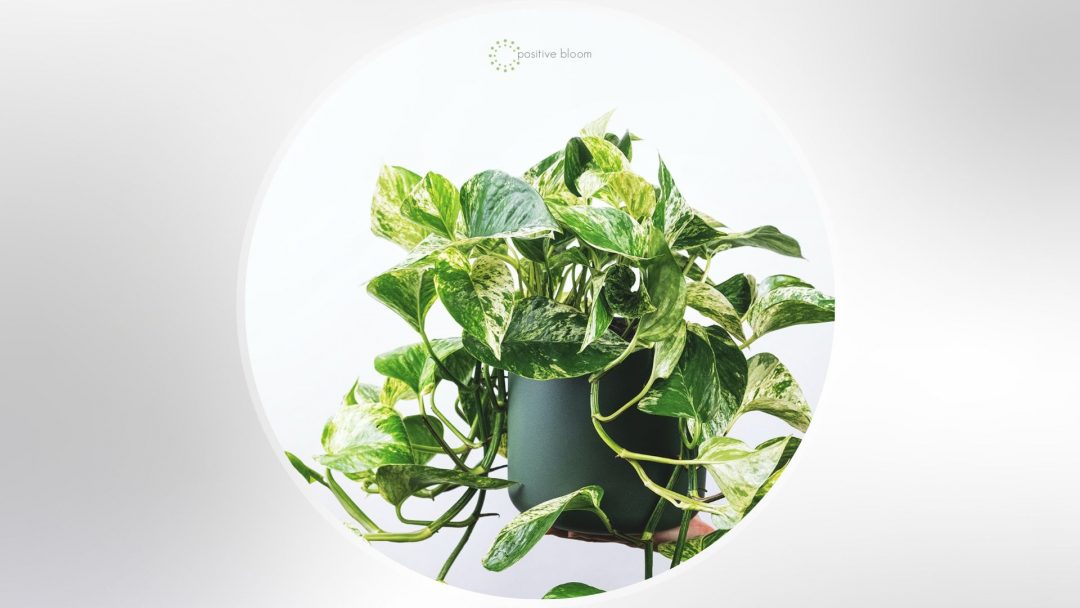 9 Helpful Tips For How To Make Pothos Grow Faster