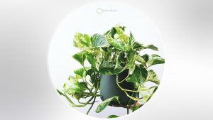 9 Helpful Tips For How To Make Pothos Grow Faster