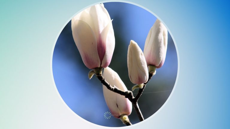 A List Of 21 Zone 7 Trees And Their Care Requirements