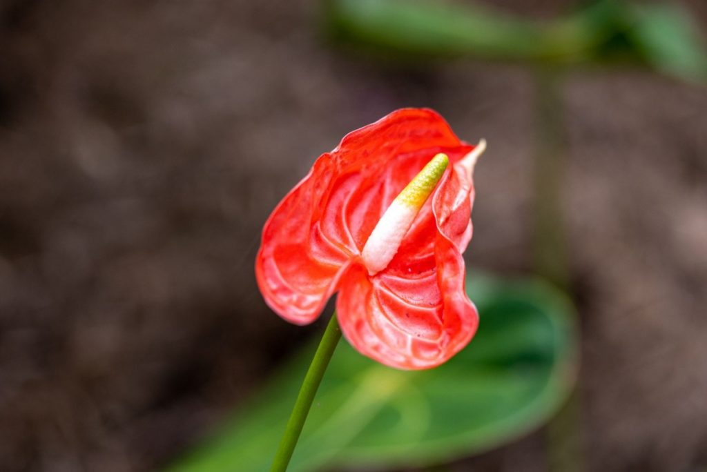 How To Grow And Care For The Flamingo Plant aka Laceleaf