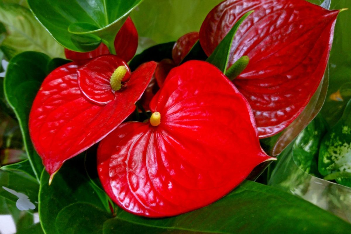 How To Grow And Care For The Flamingo Plant aka Laceleaf