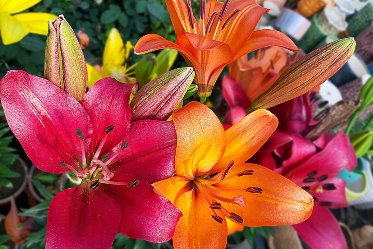 6 Popular Trumpet Lilies And How To Care For Them