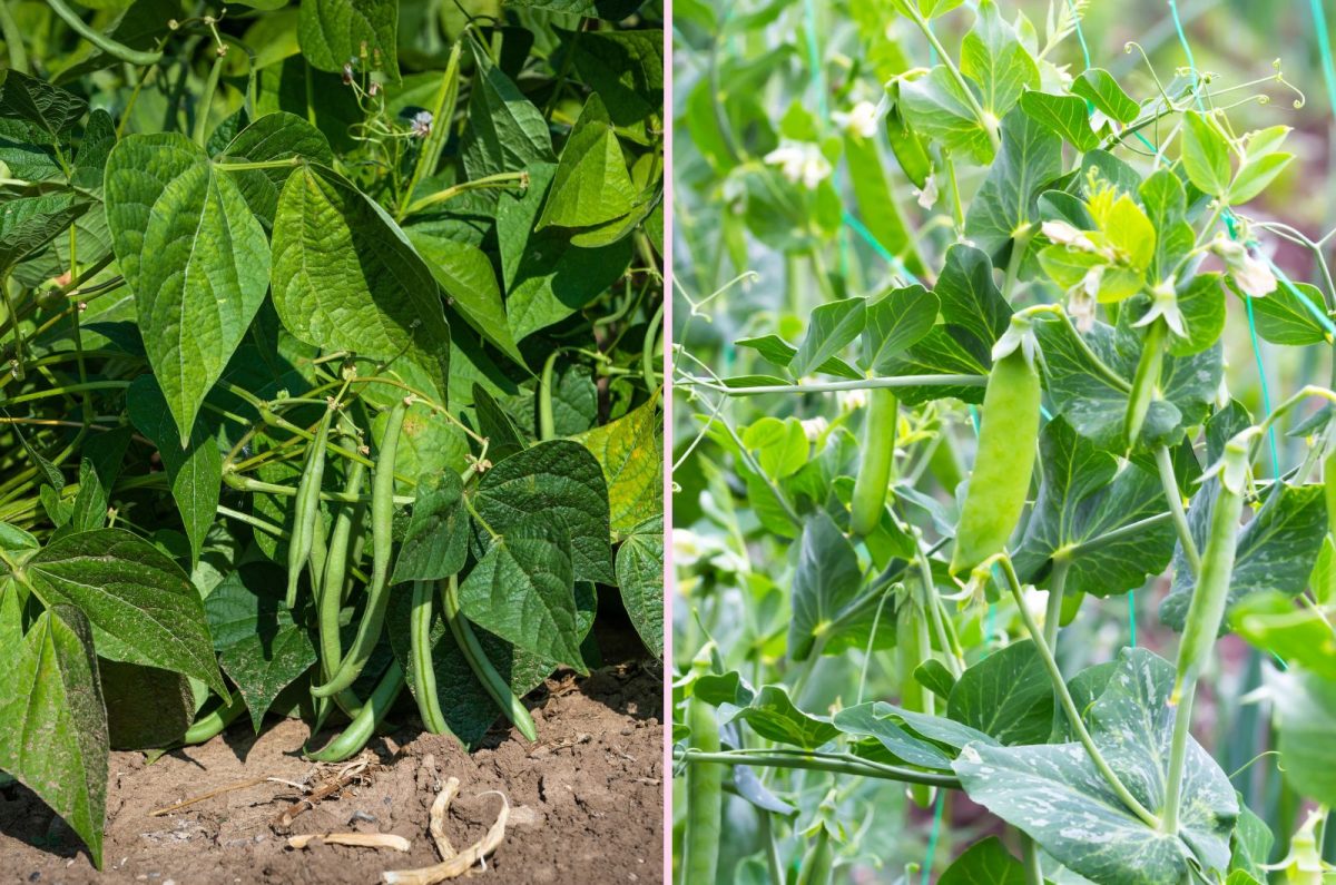 Bush Bean vs Pole Bean: What Is Easier To Grow?