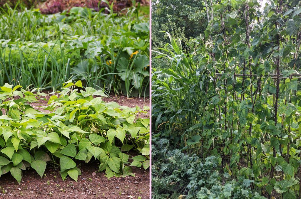 Bush Bean vs Pole Bean: What Is Easier To Grow?