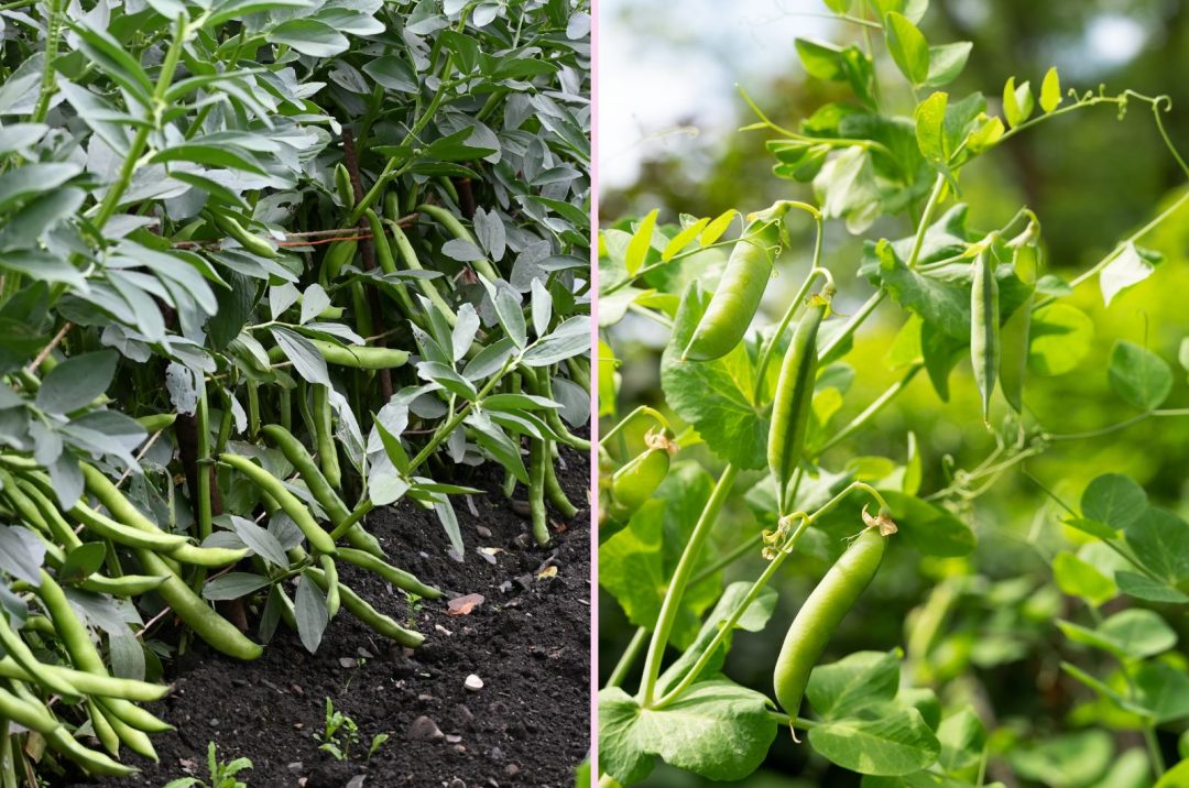 Bush Bean vs Pole Bean: What Is Easier To Grow?