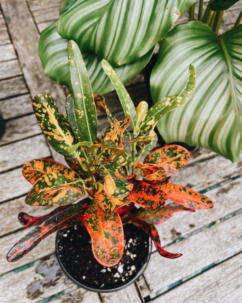 How To Grow And Care For The Bush On Fire Croton