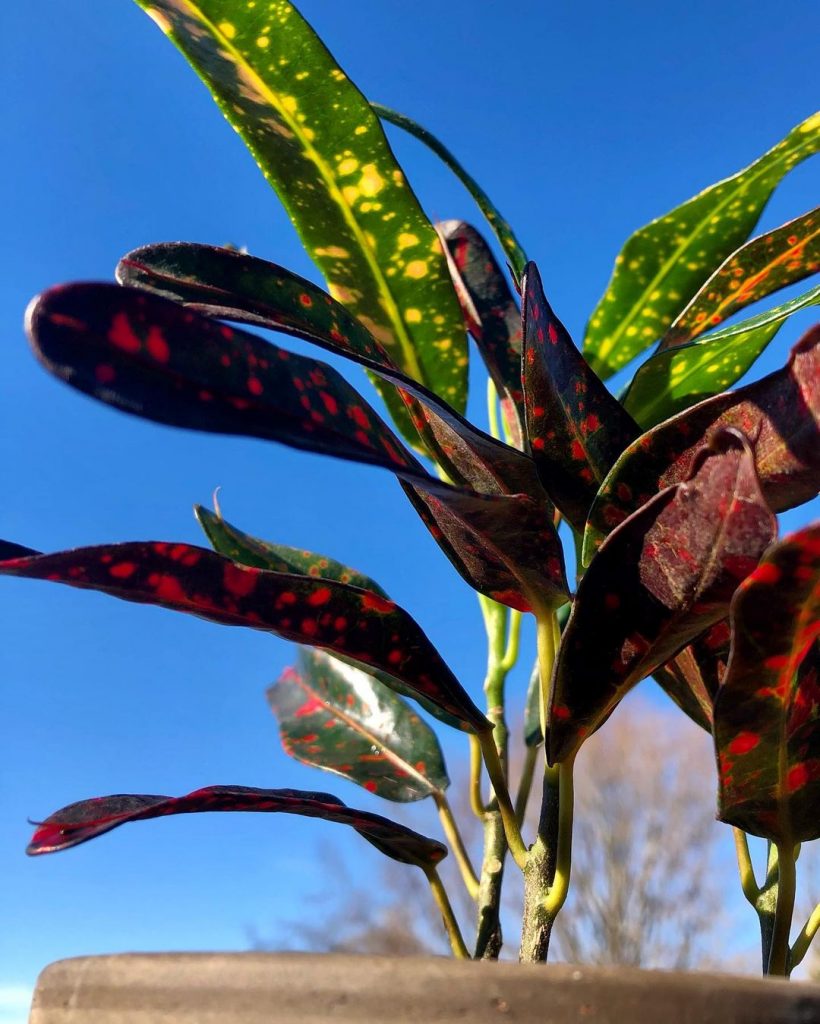 How To Grow And Care For The Bush On Fire Croton