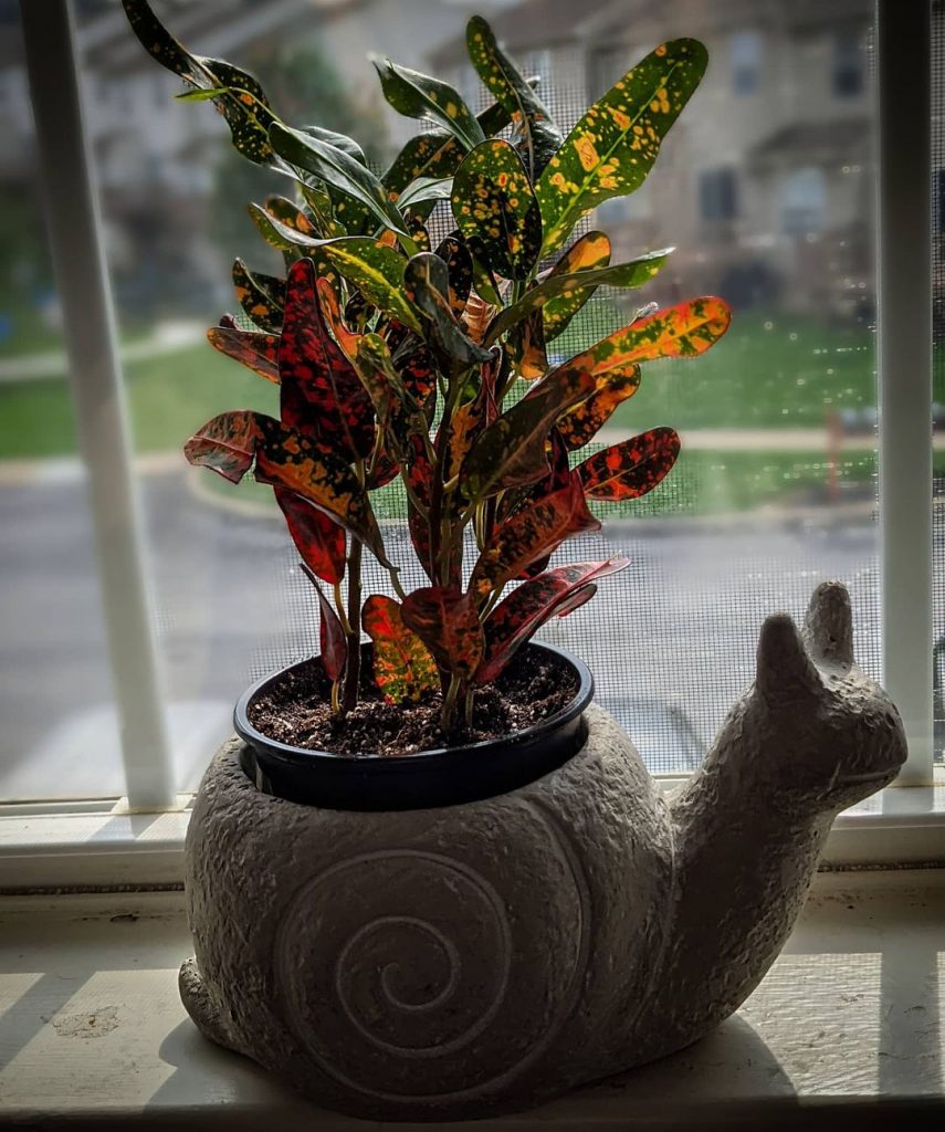 How To Grow And Care For The Bush On Fire Croton