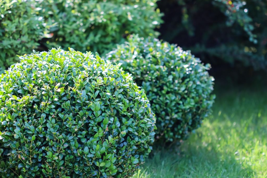 18 Stunning Low-maintenance Hedging Plants For Your Garden