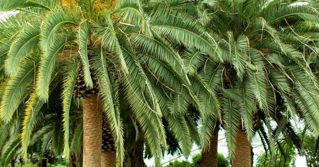 The Best North Carolina Palm Trees For Your Backyard