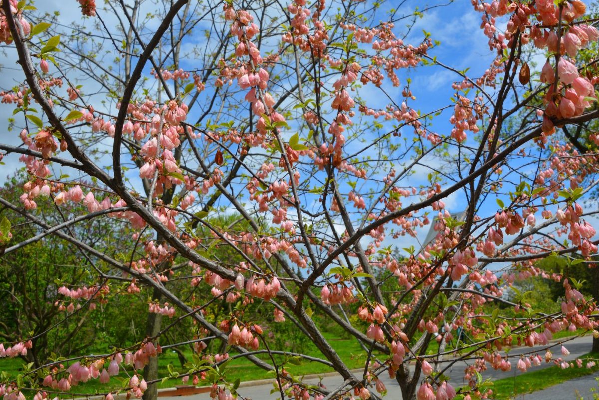 A List Of 21 Zone 7 Trees And Their Care Requirements