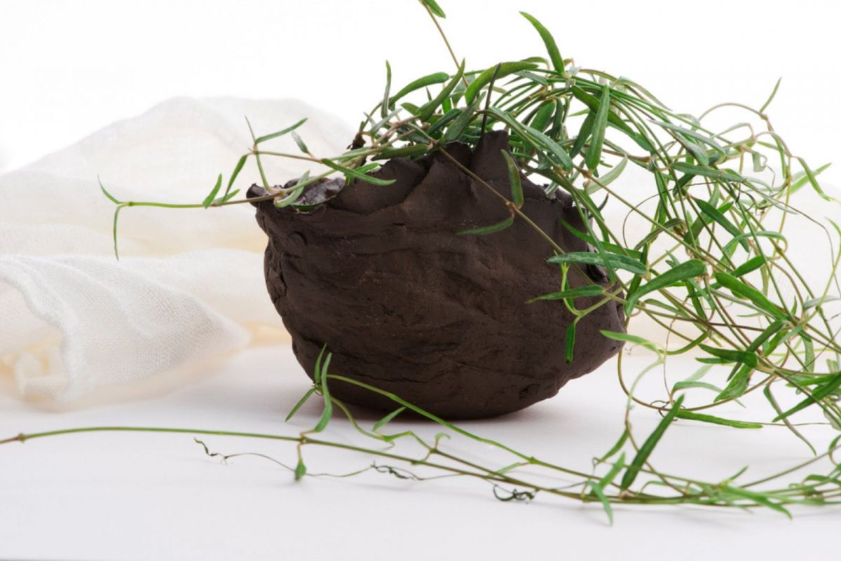 Meet 13 Eye-catching String Plants For Growing Indoors