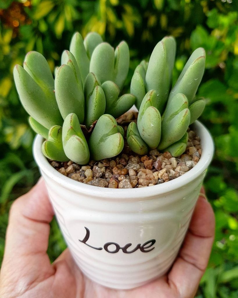 How To Grow And Care For The Conophytum Bilobum