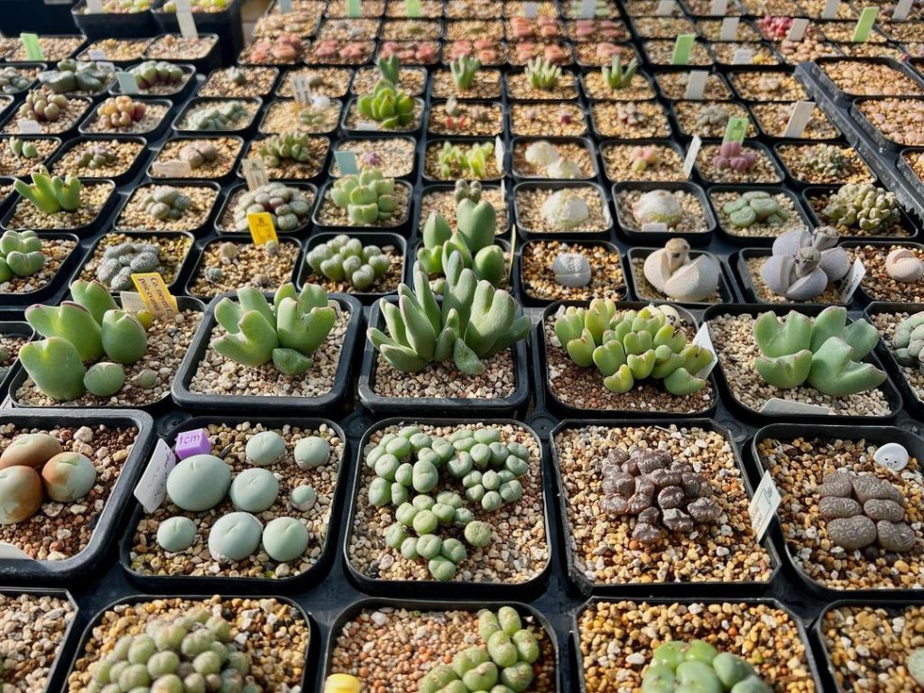 How To Grow And Care For The Conophytum Bilobum