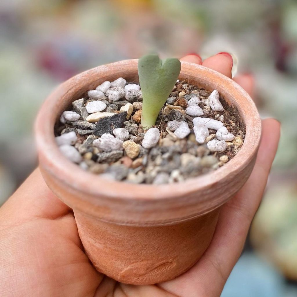 How To Grow And Care For The Conophytum Bilobum