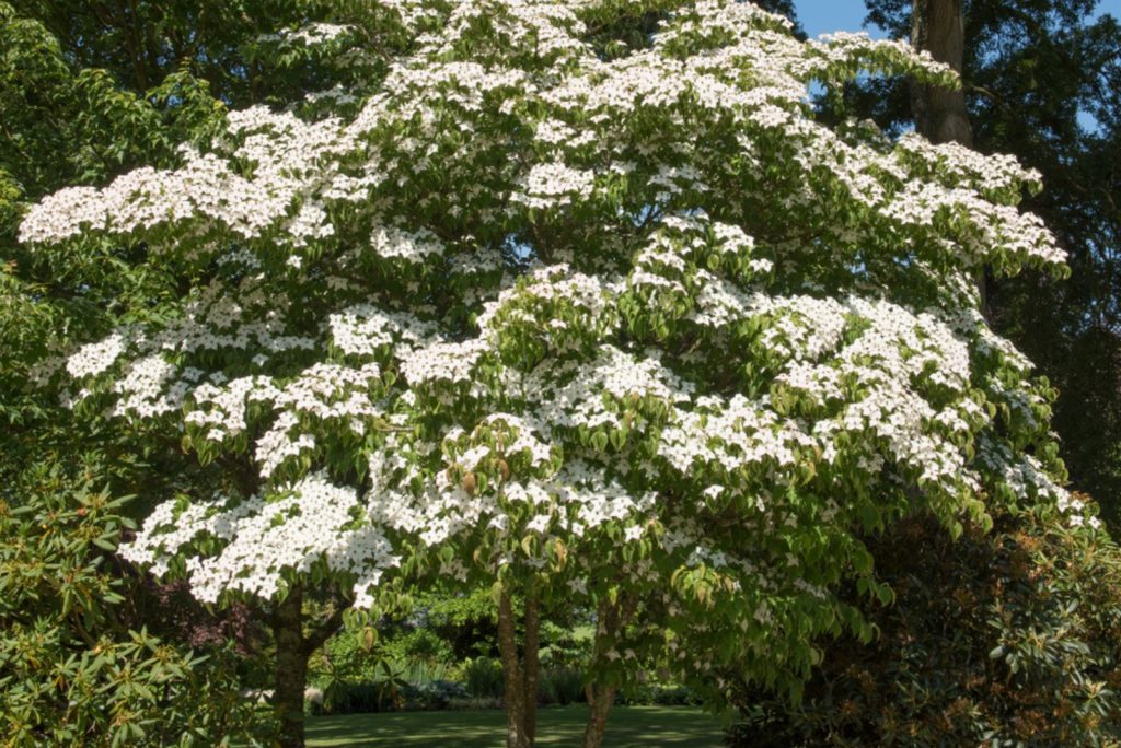 A List Of 21 Zone 7 Trees And Their Care Requirements