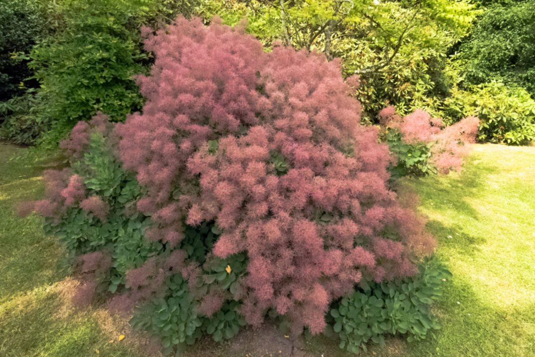 A List Of 21 Zone 7 Trees And Their Care Requirements