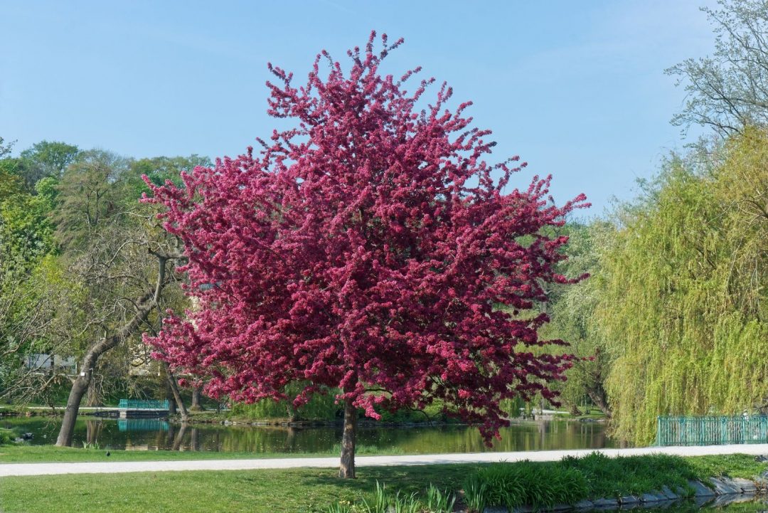 A List Of 21 Zone 7 Trees And Their Care Requirements