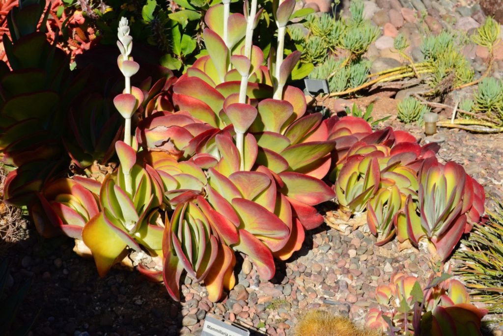 How To Care For The Red Pagoda + Solve Its Common Issues