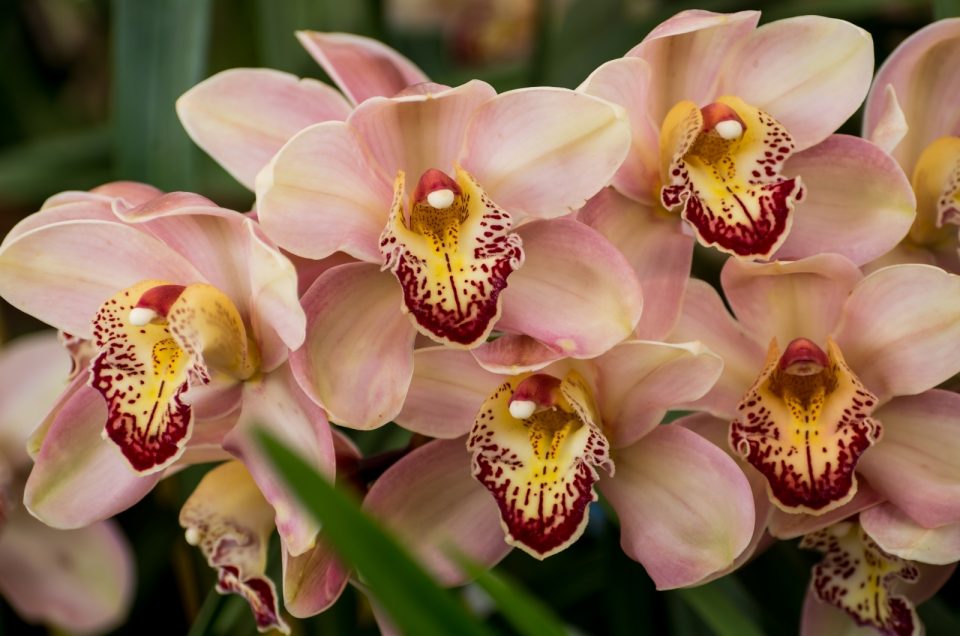 Terrestrial Orchid Species And The Best Way To Grow Them