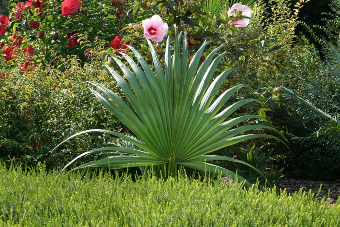 The Best North Carolina Palm Trees For Your Backyard