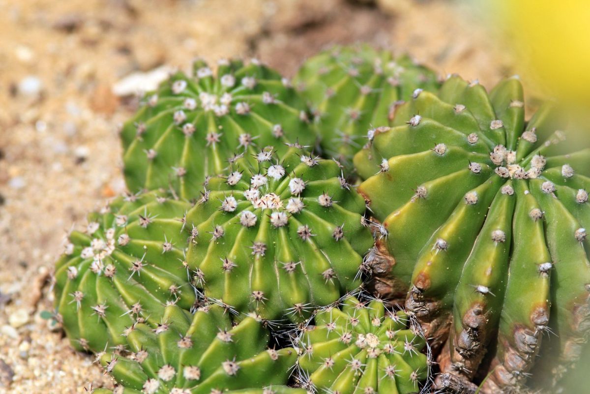 A Complete Care Guide For The Easter Lily Cactus