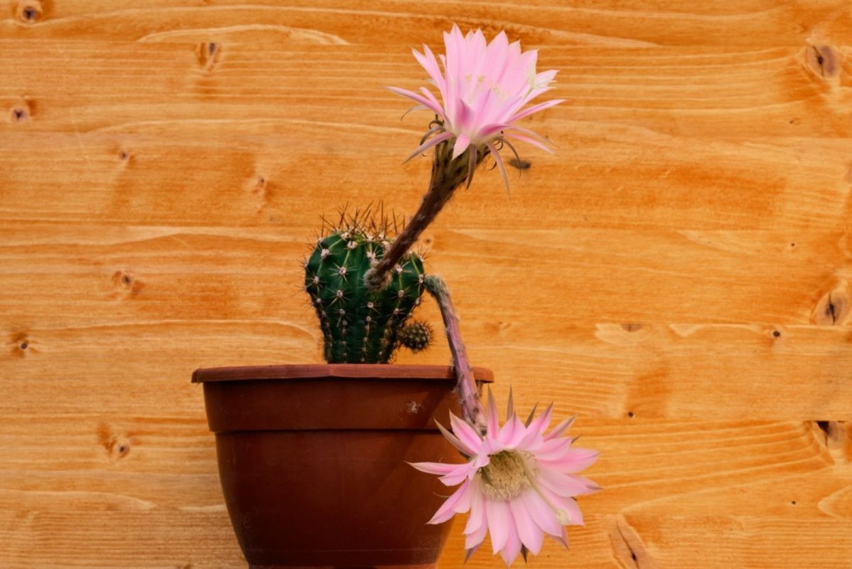 A Complete Care Guide For The Easter Lily Cactus