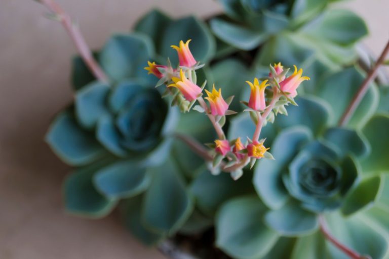 17 Amazing Succulents With Yellow Flowers
