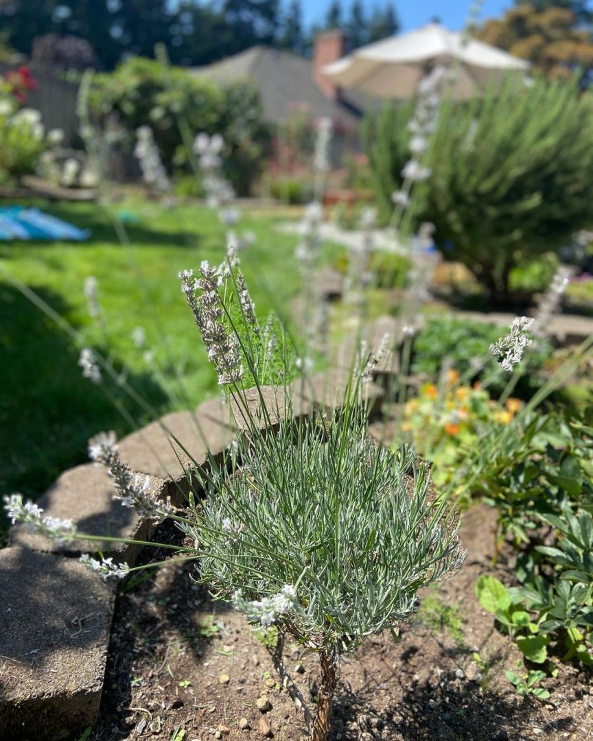How To Grow The White Lavender Plant + 8 Great Varieties