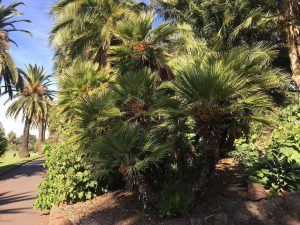 The Best North Carolina Palm Trees For Your Backyard