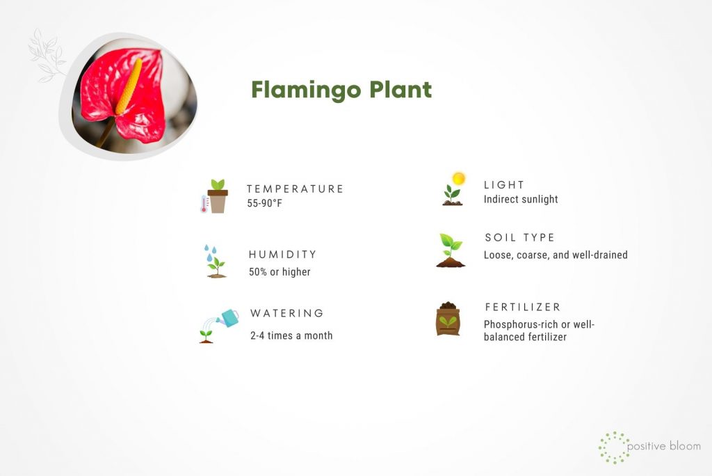 How To Grow And Care For The Flamingo Plant aka Laceleaf