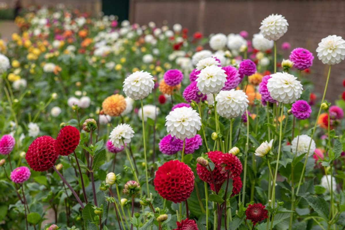 Dahlias Sprouting: What To Do When It Happens